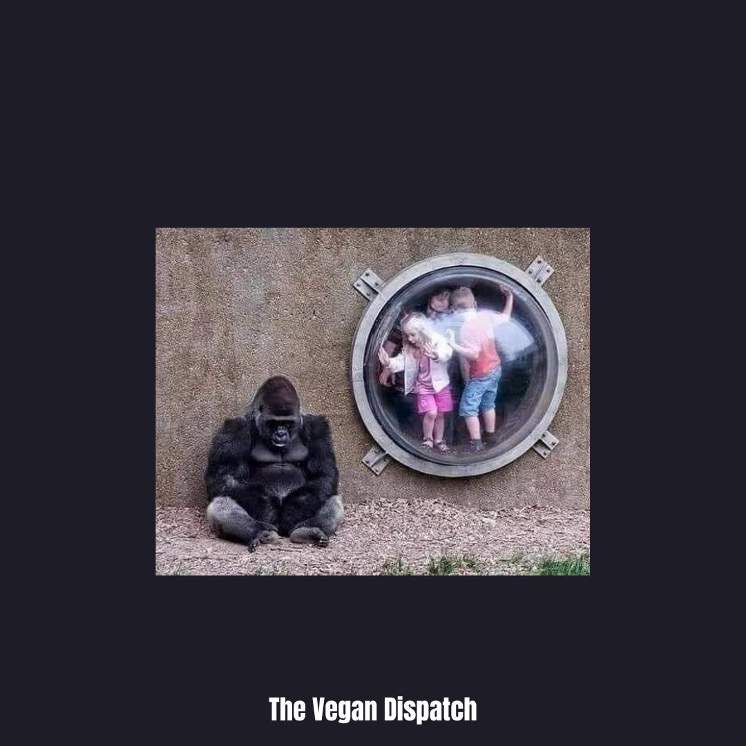 Vegan Meme of the Day - by Michael Corthell