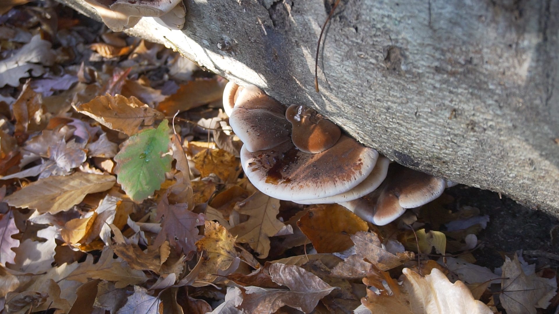 10 Autumn Mushrooms that you Can Forage! - by James Mahan
