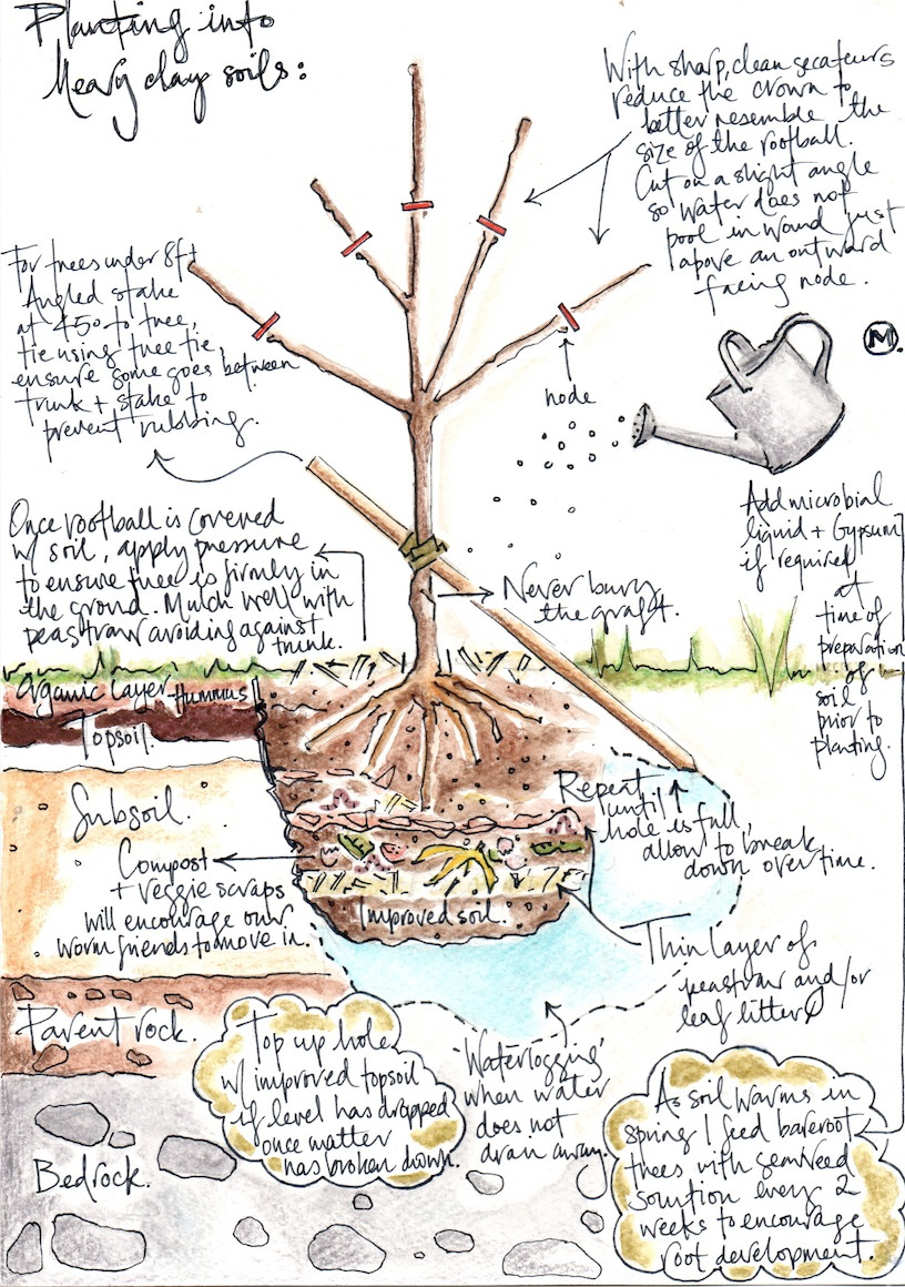 The Orchard Guide - The Garden at Moorfield