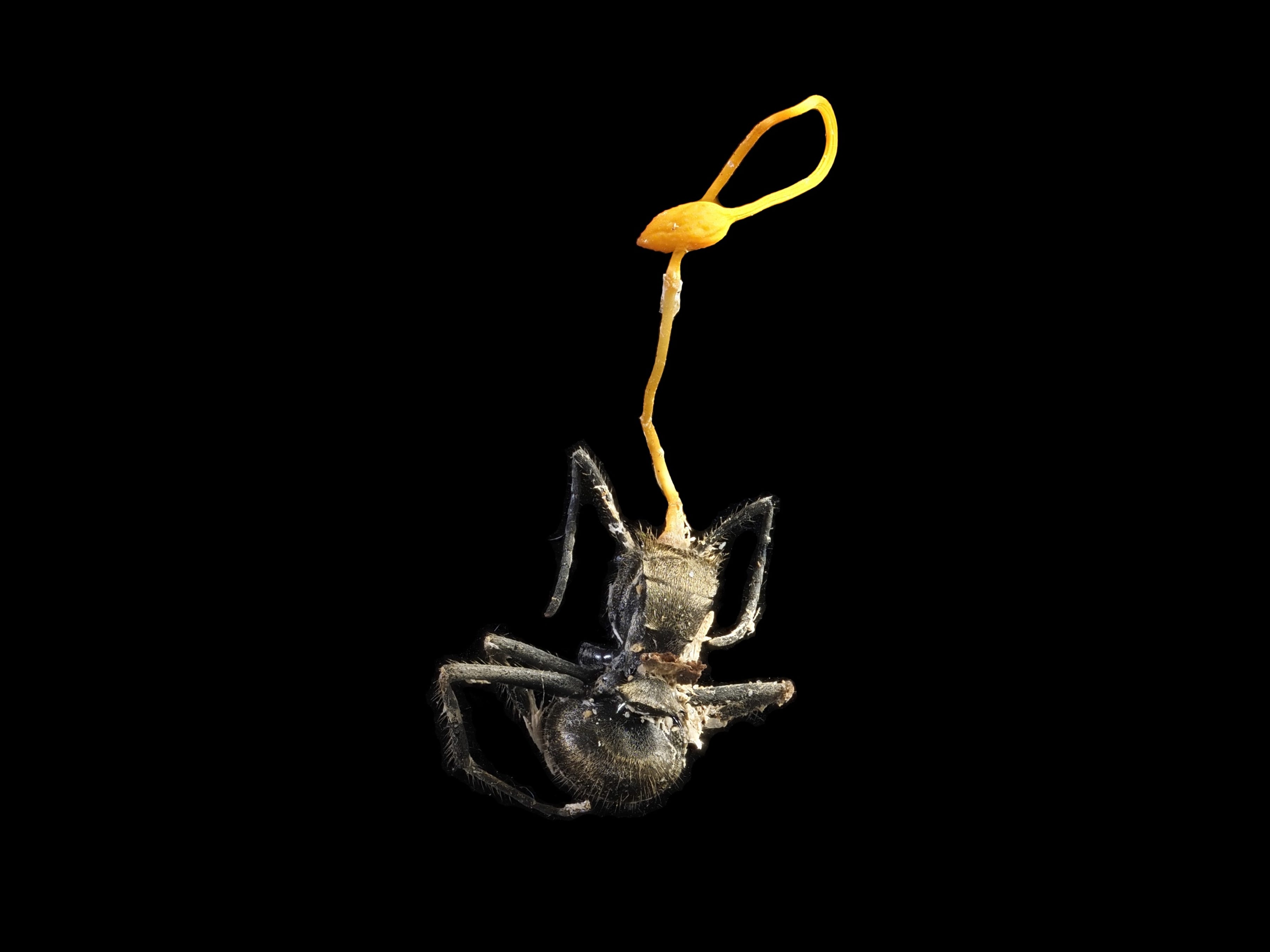 Zombie Apocalypse of the Insect World: A Closer Look at Cordyceps
