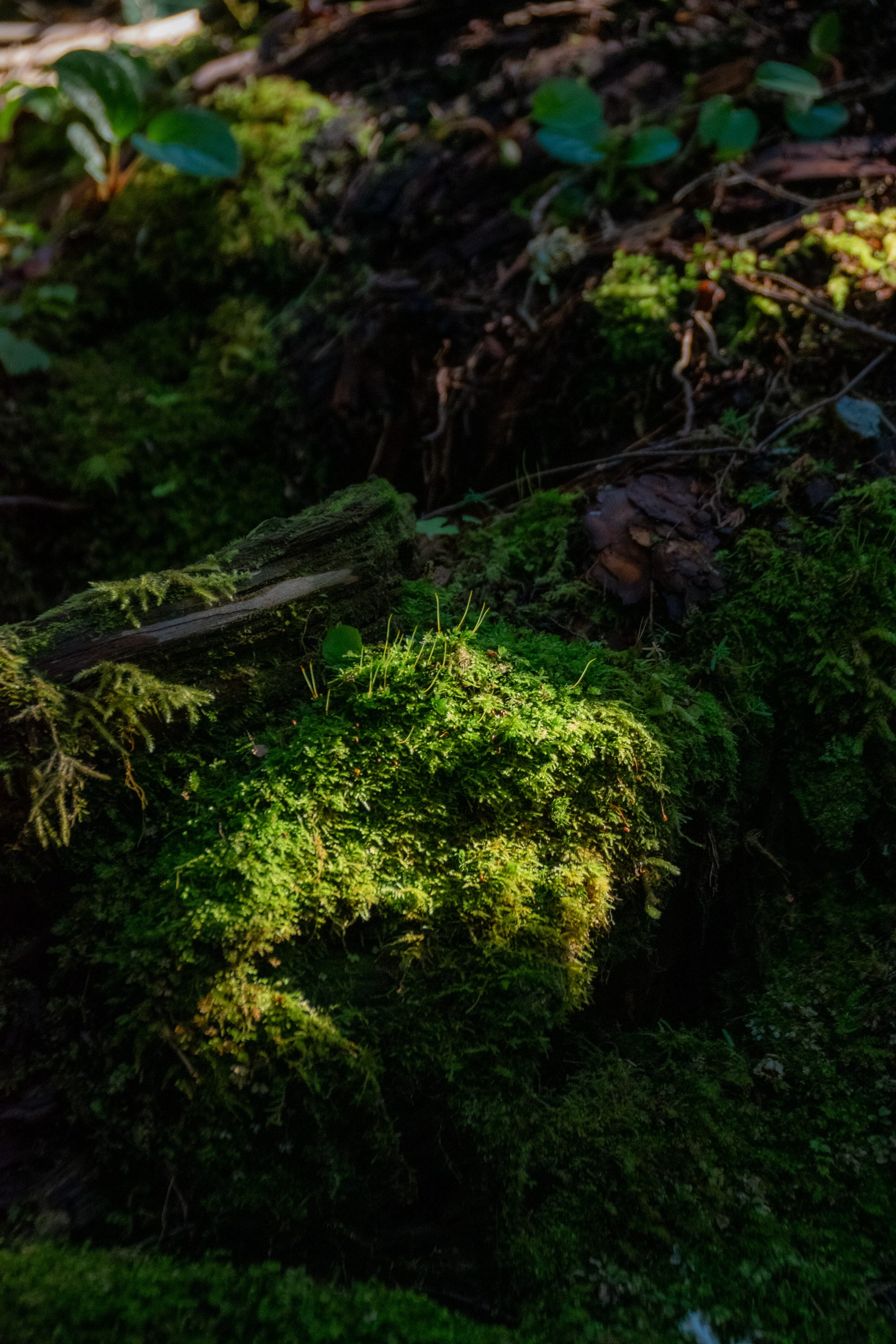 Signs of Spring - by Whitney Barkman - Forest Wanderer