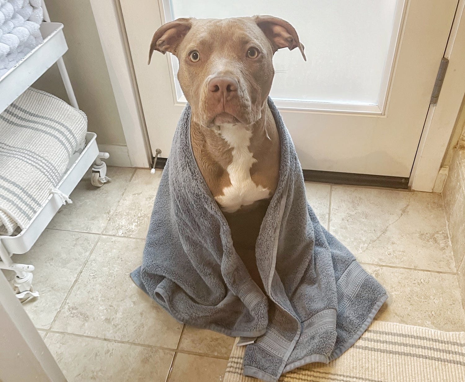 For The Love of Dog! - by Orlando - The Lost Arrow