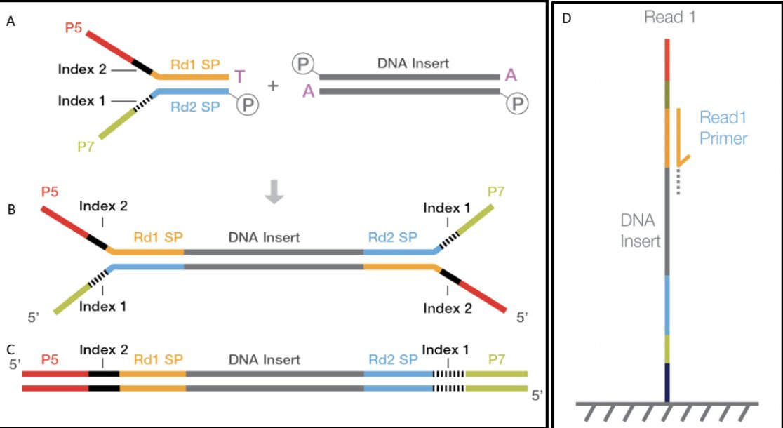 Failure of the linearization reaction in the Pfizer bivalent vaccine ...