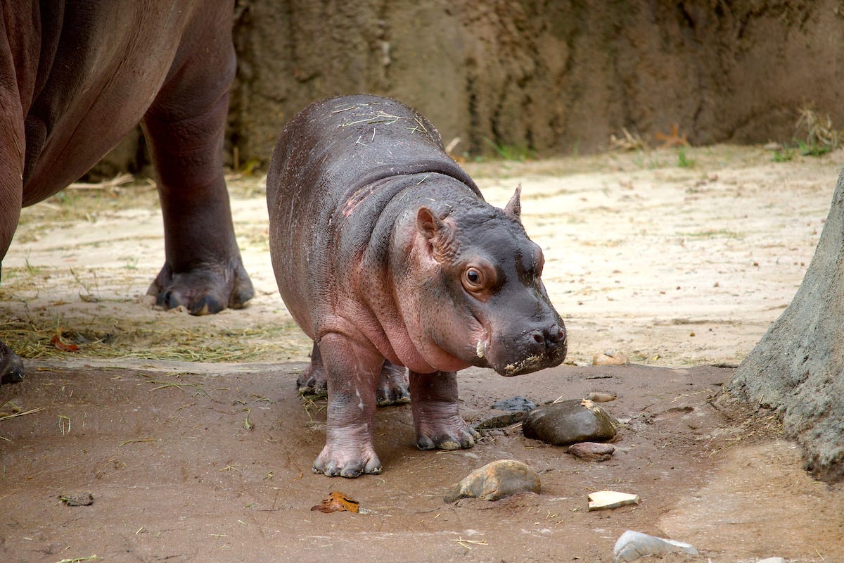 Hippocritical #5 - Hippocritical’s Substack