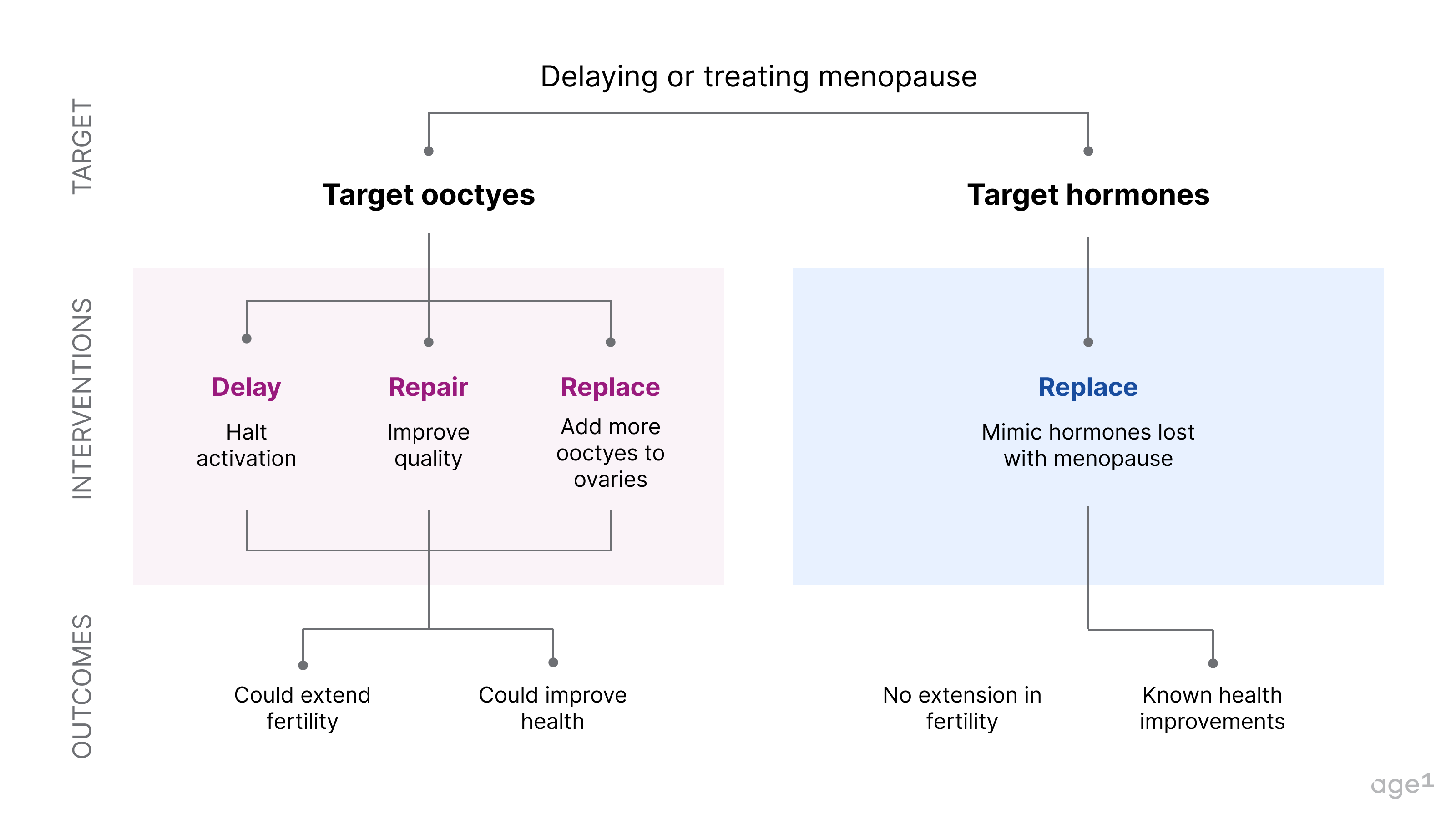 A guide to extend longevity by delaying menopause