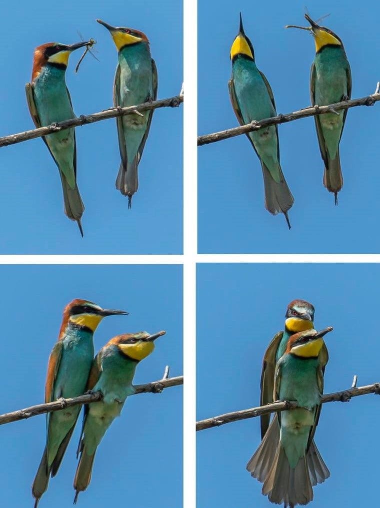 The day of the hunter - Los Gimmis