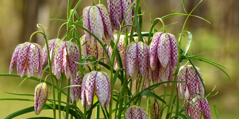 Five Steps for Communicating with the Spirits of Nature