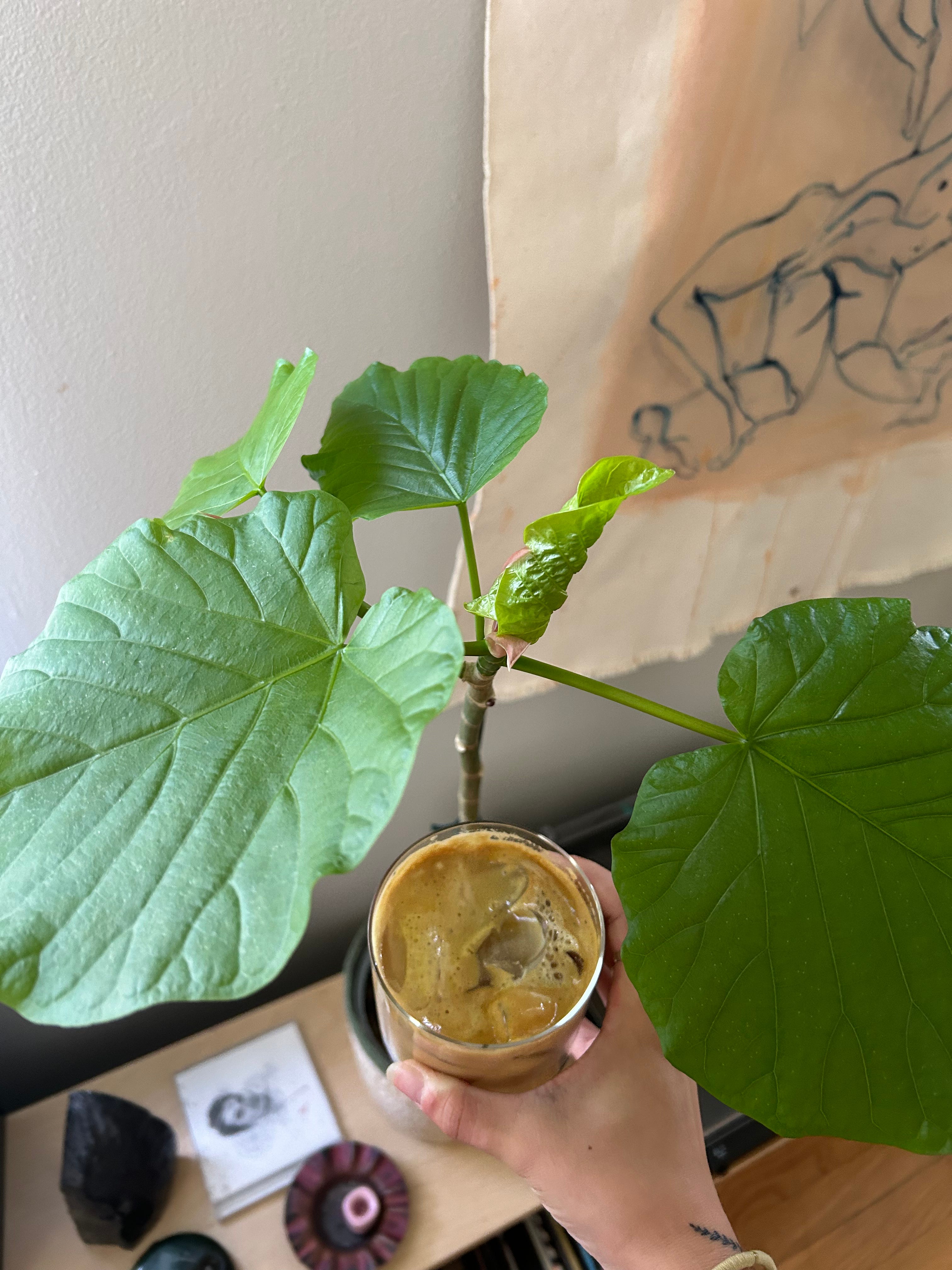 Weekly Catchup - by Cece Coakley - Cece’s Pizza Buffet