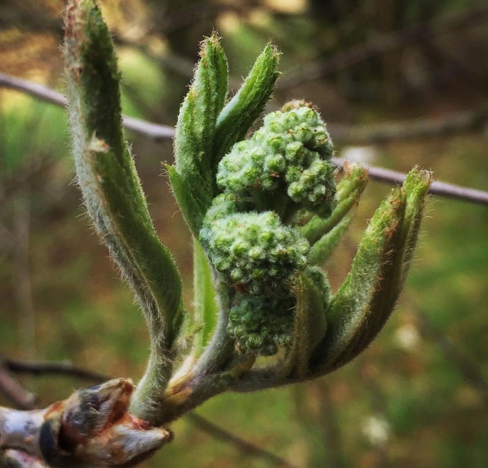 Luis The Rowan - cultivation & uses