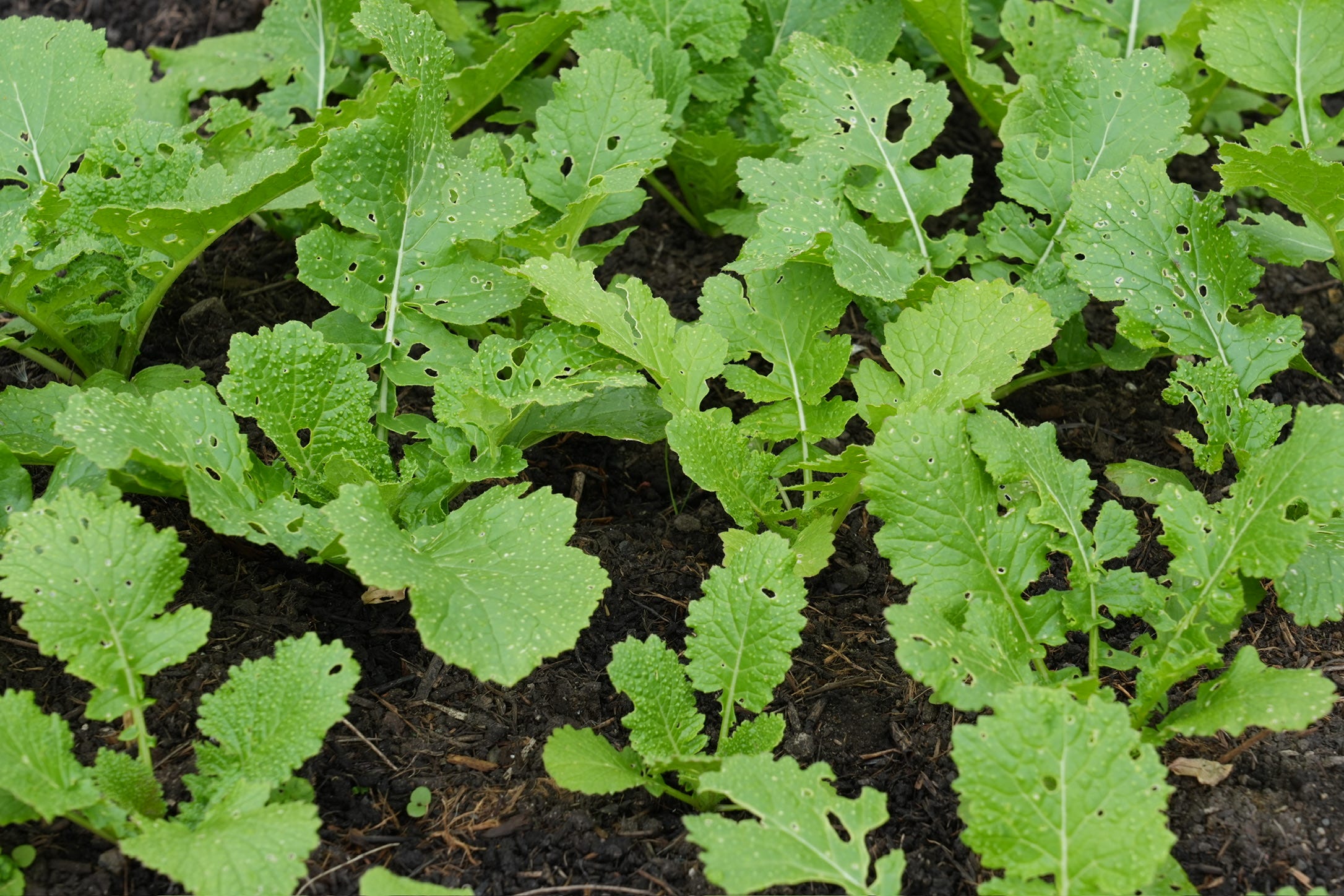 PLANT BRASSICAS, SOW CUCURBITS