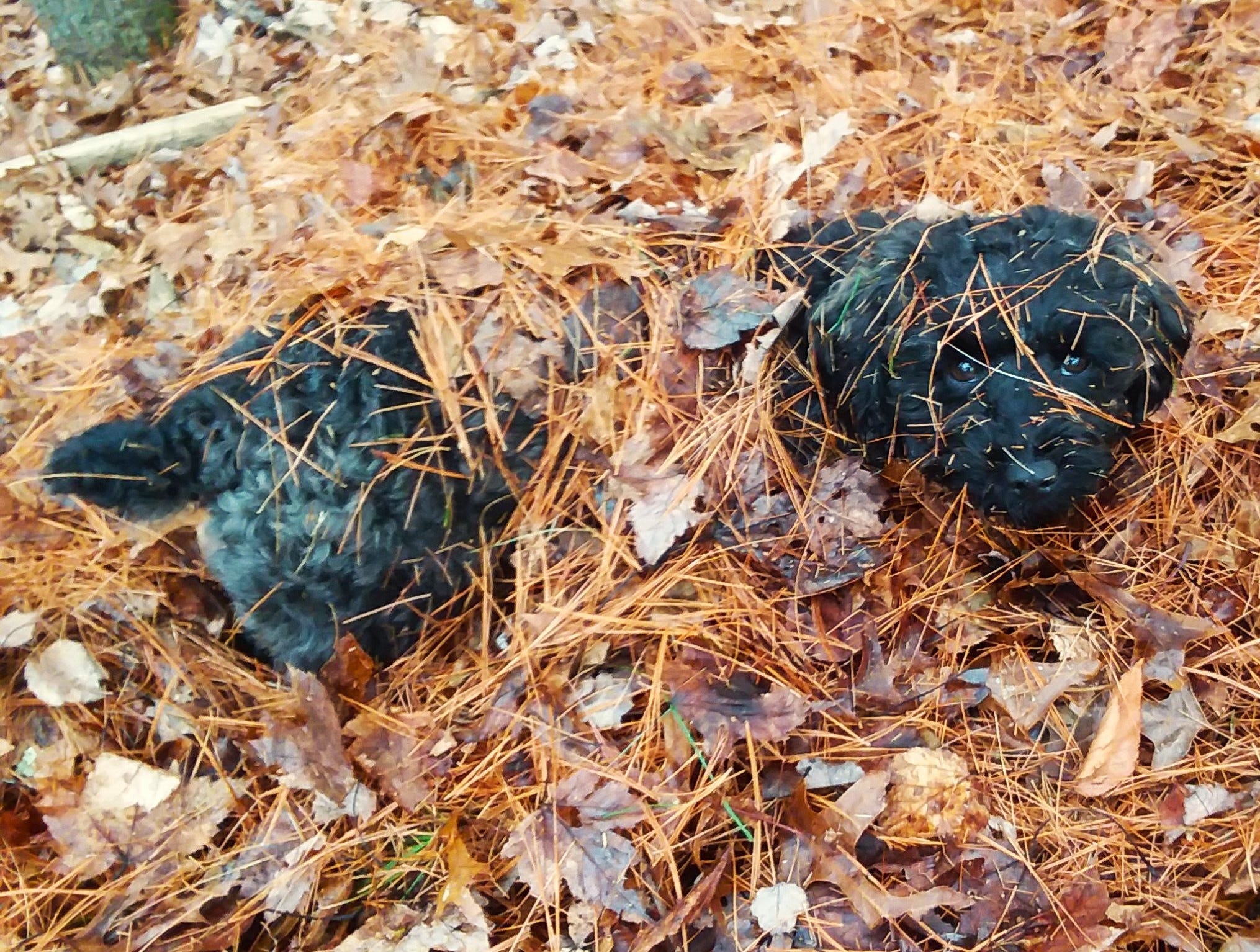 Happy 'Stupid Toy Day!' To All Who Celebrate