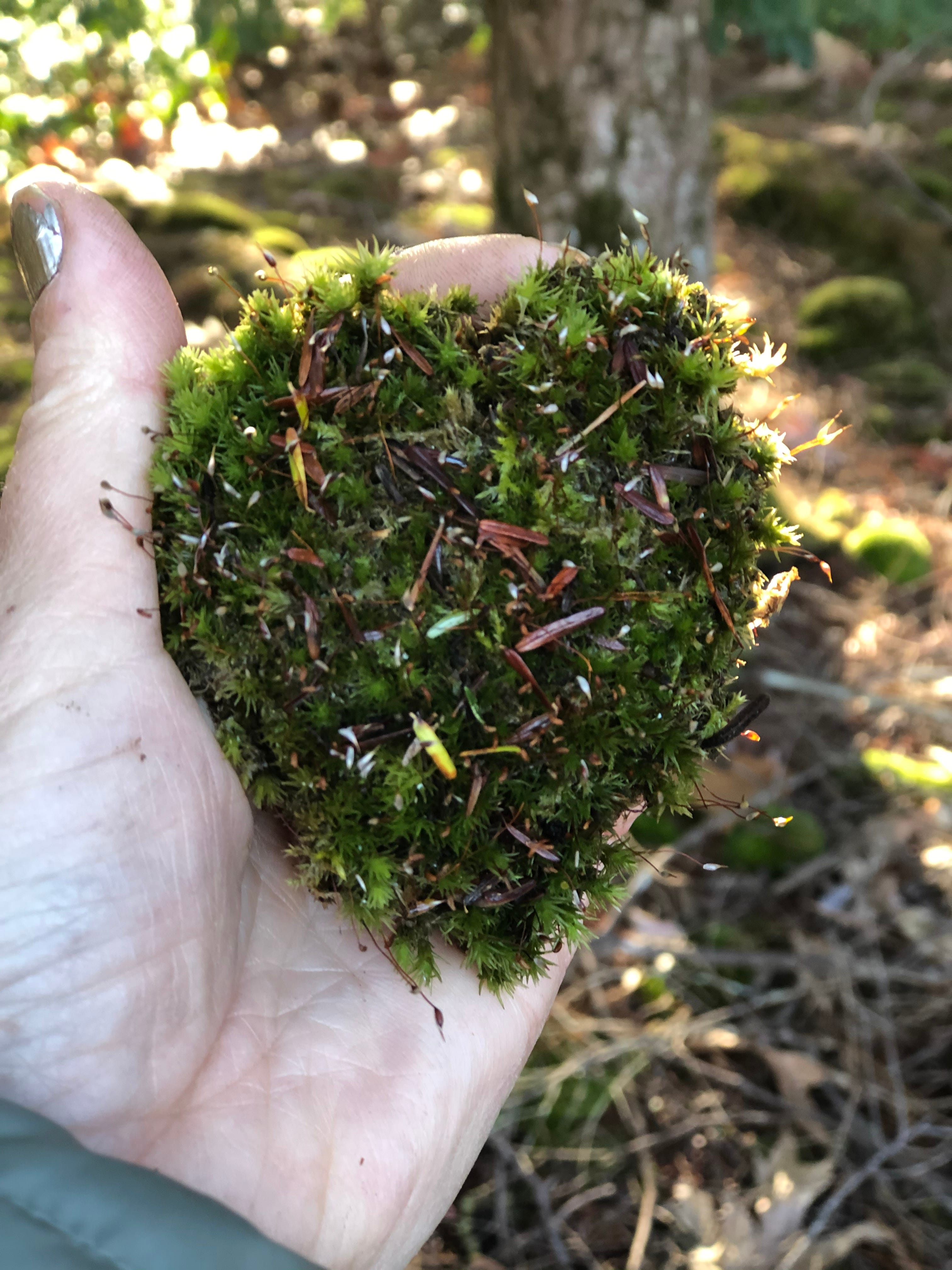 Musings from the Loo (Gallery) - by tonya lemos arts