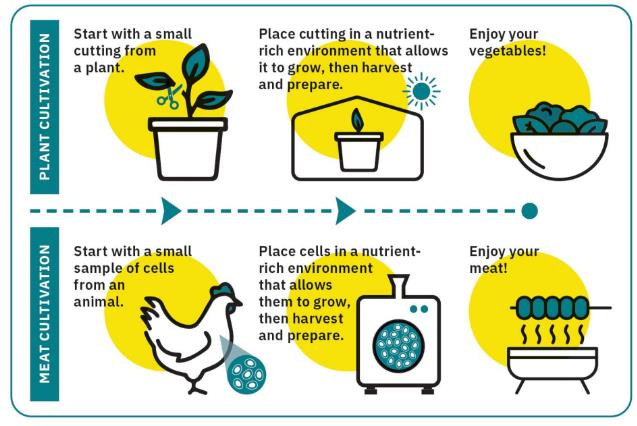 Lab Created "Quail" entering the Australian & NZ Food Market