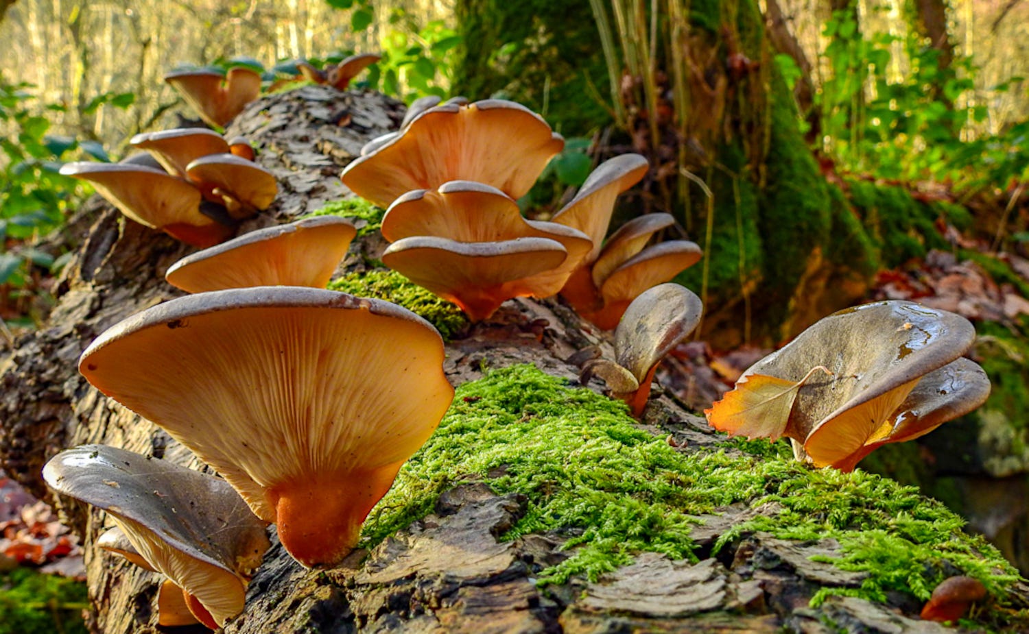 What To Look For In December (2023) - by David Bocking