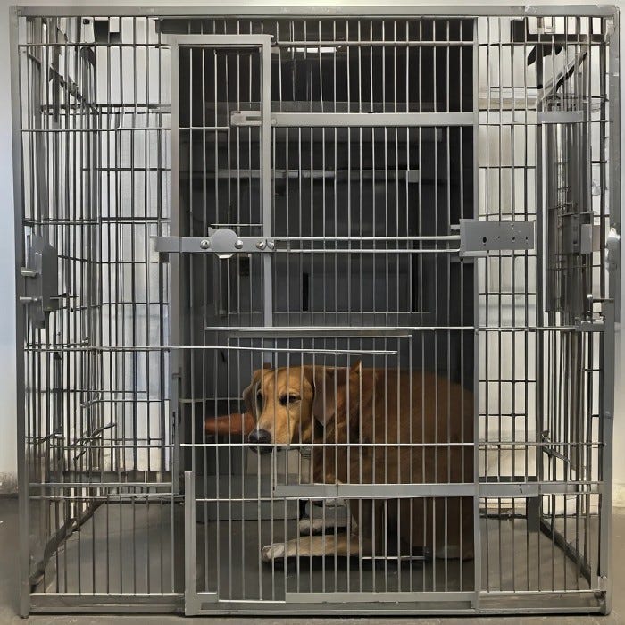 6 top questions for Prison Puppy Programs
