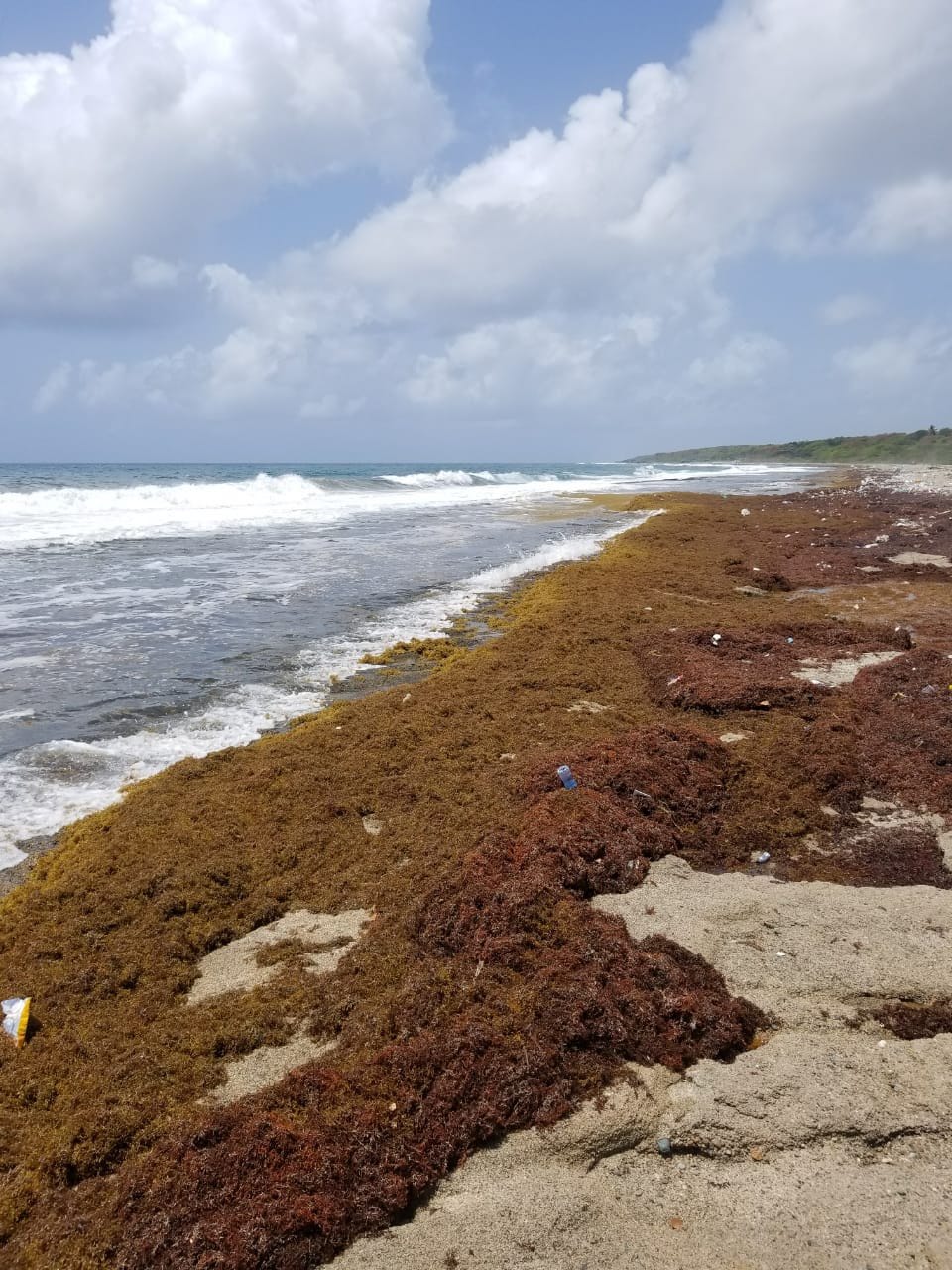 Is the sargassum the curse of the Caribbean countries or is there ...