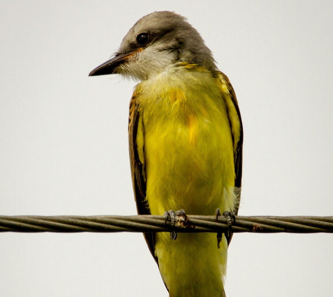 How to catch leaves and seize the best opportunities