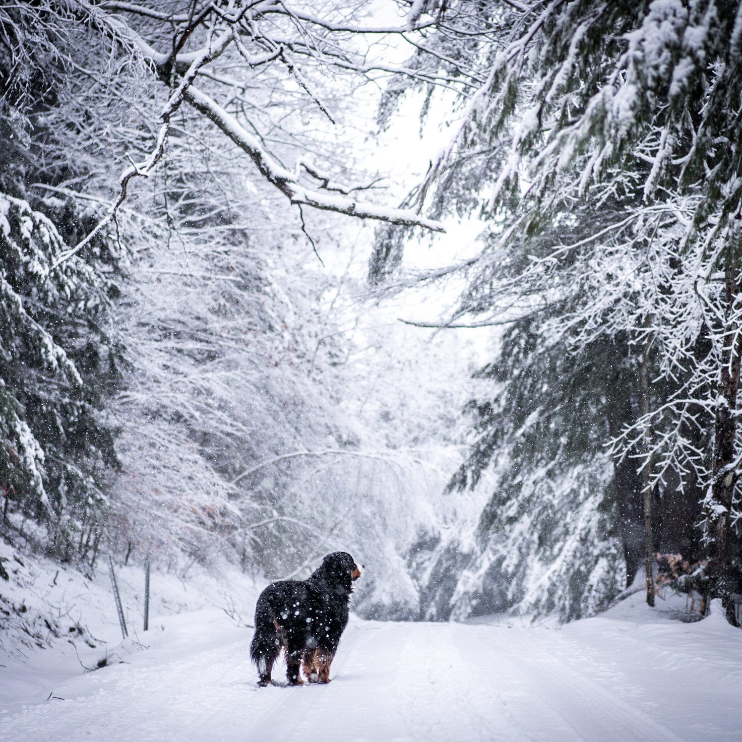 Snow & Sleep Hygiene - by Kate Speer - the healing lab