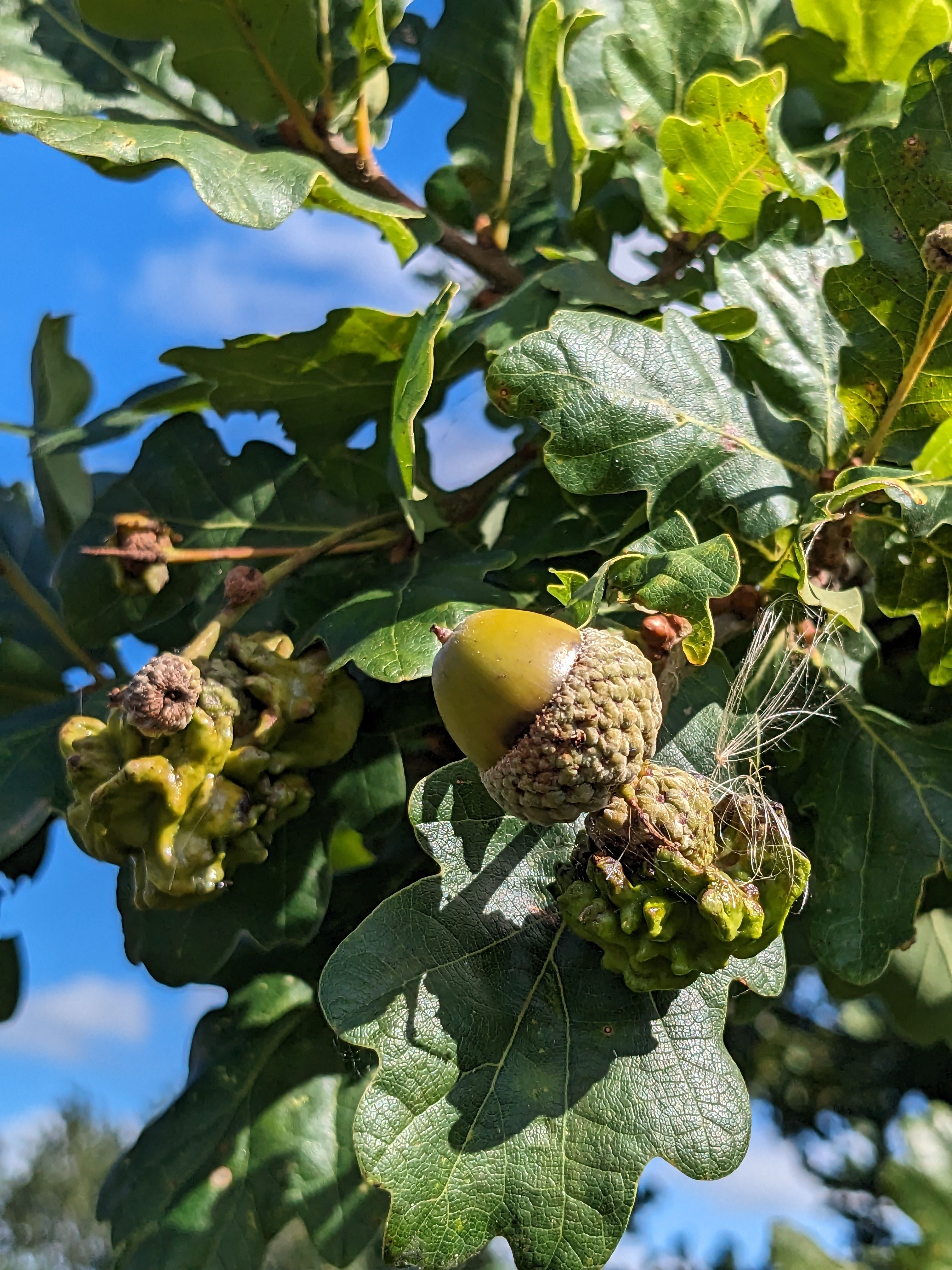 If you go down to the woods... - by Deborah Vass