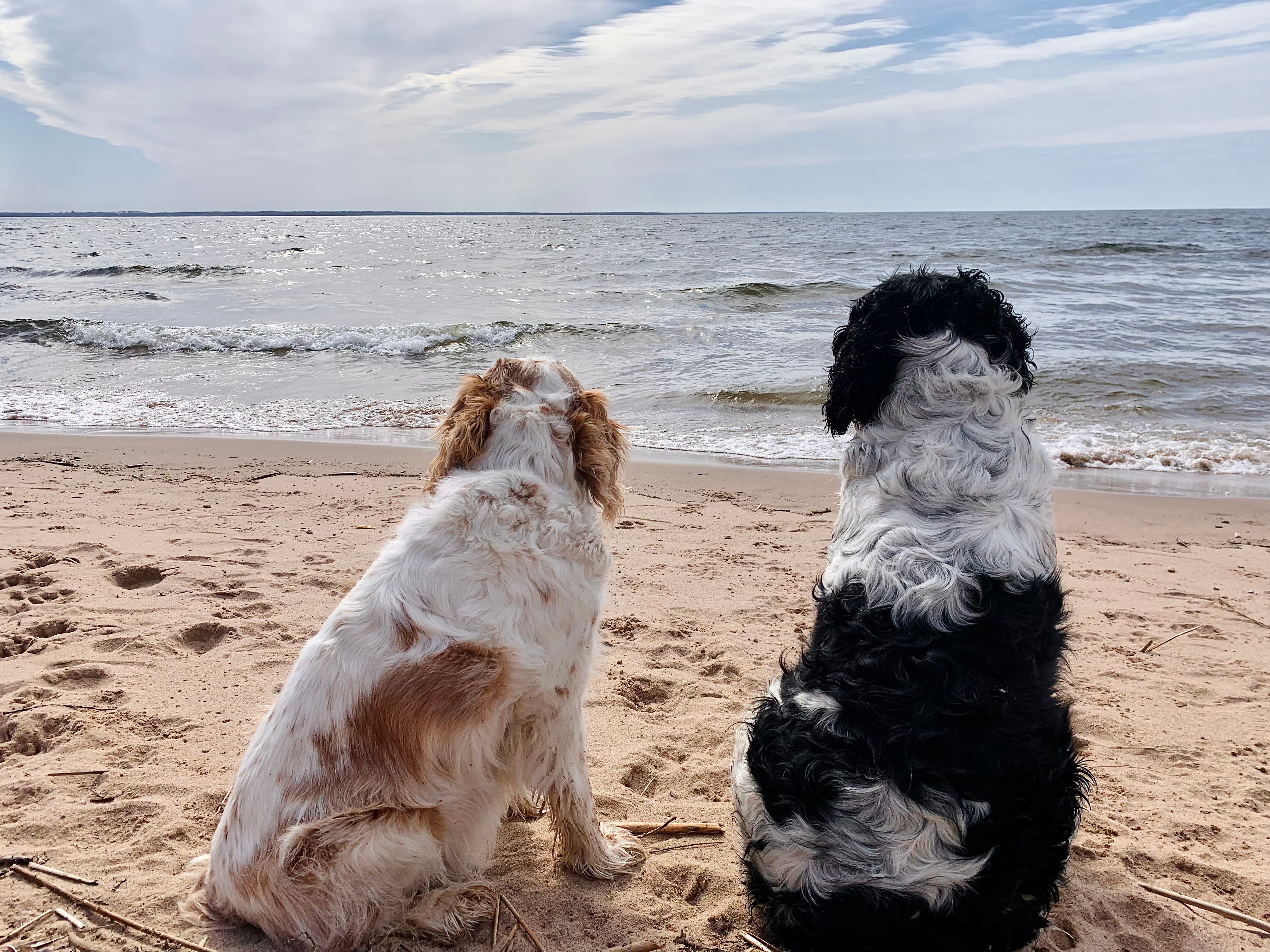 Dealing with Adult Bullying by Professionals in a Small Community