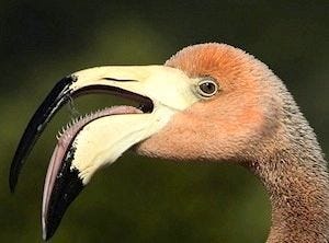 Ten Bizarre, Weird Foods of Ancient Rome - by Crystal King