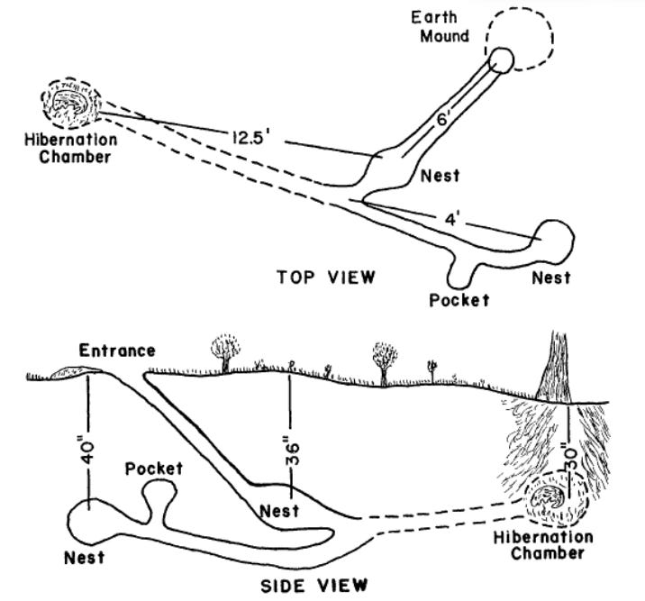 Where does all the dirt from a groundhog tunnel go?
