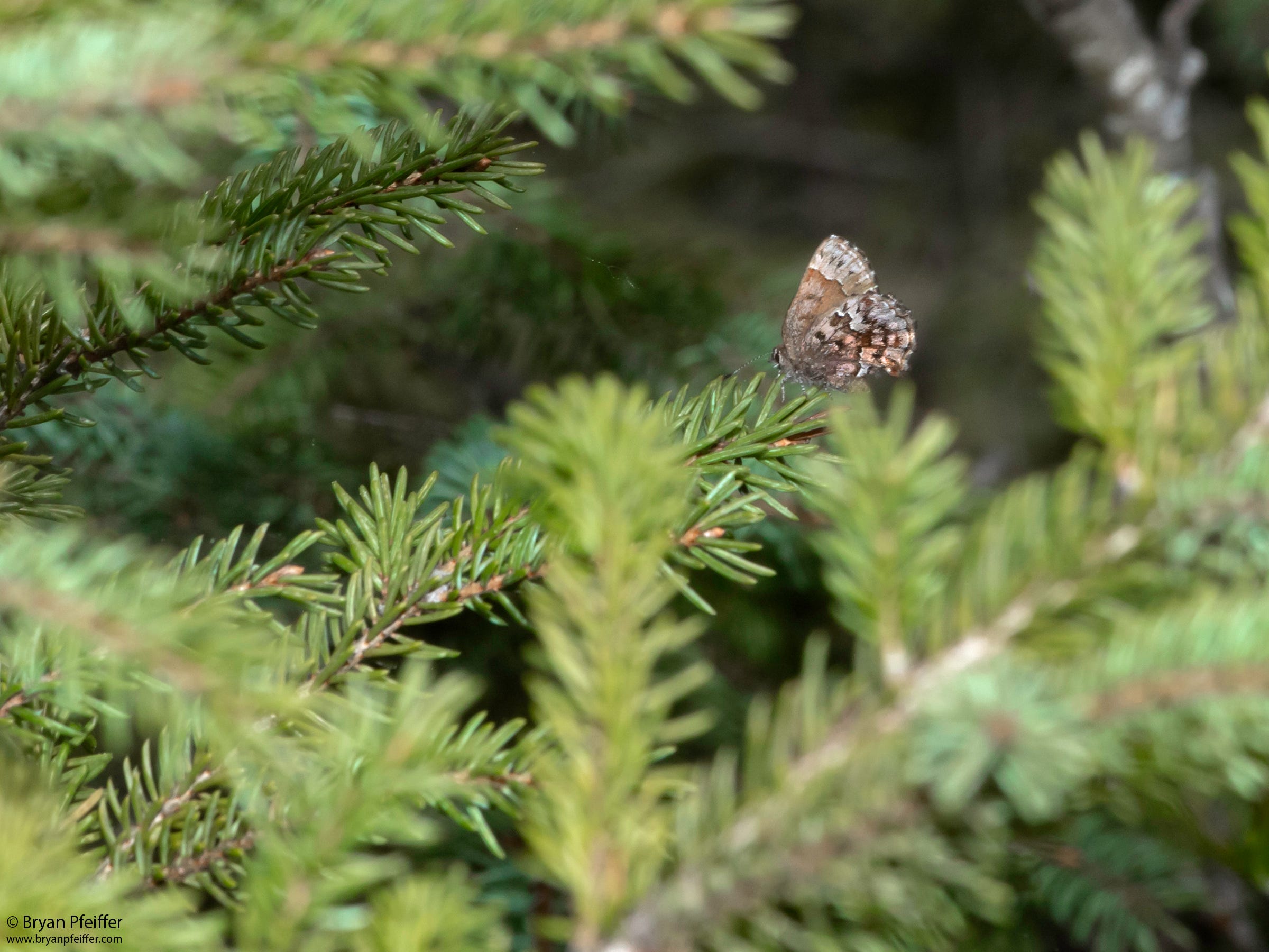 A Butterfly is a Place - by Bryan Pfeiffer - Chasing Nature