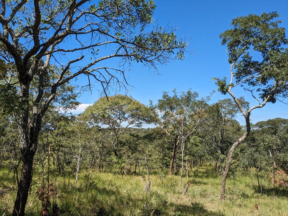 Today is International Day of Forests - Mizu Eco-Care