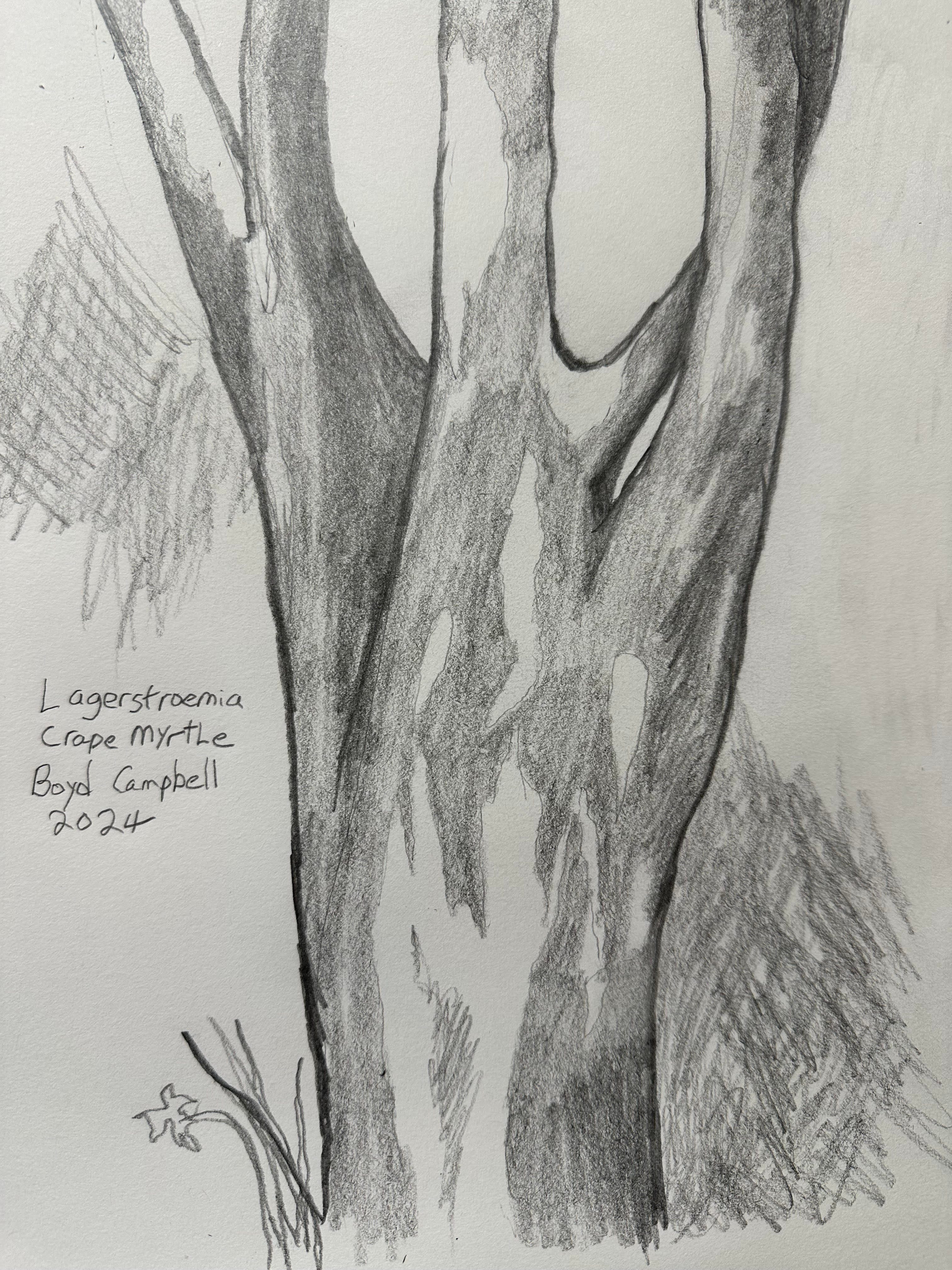 Lagerstroemia - A Boyd Campbell