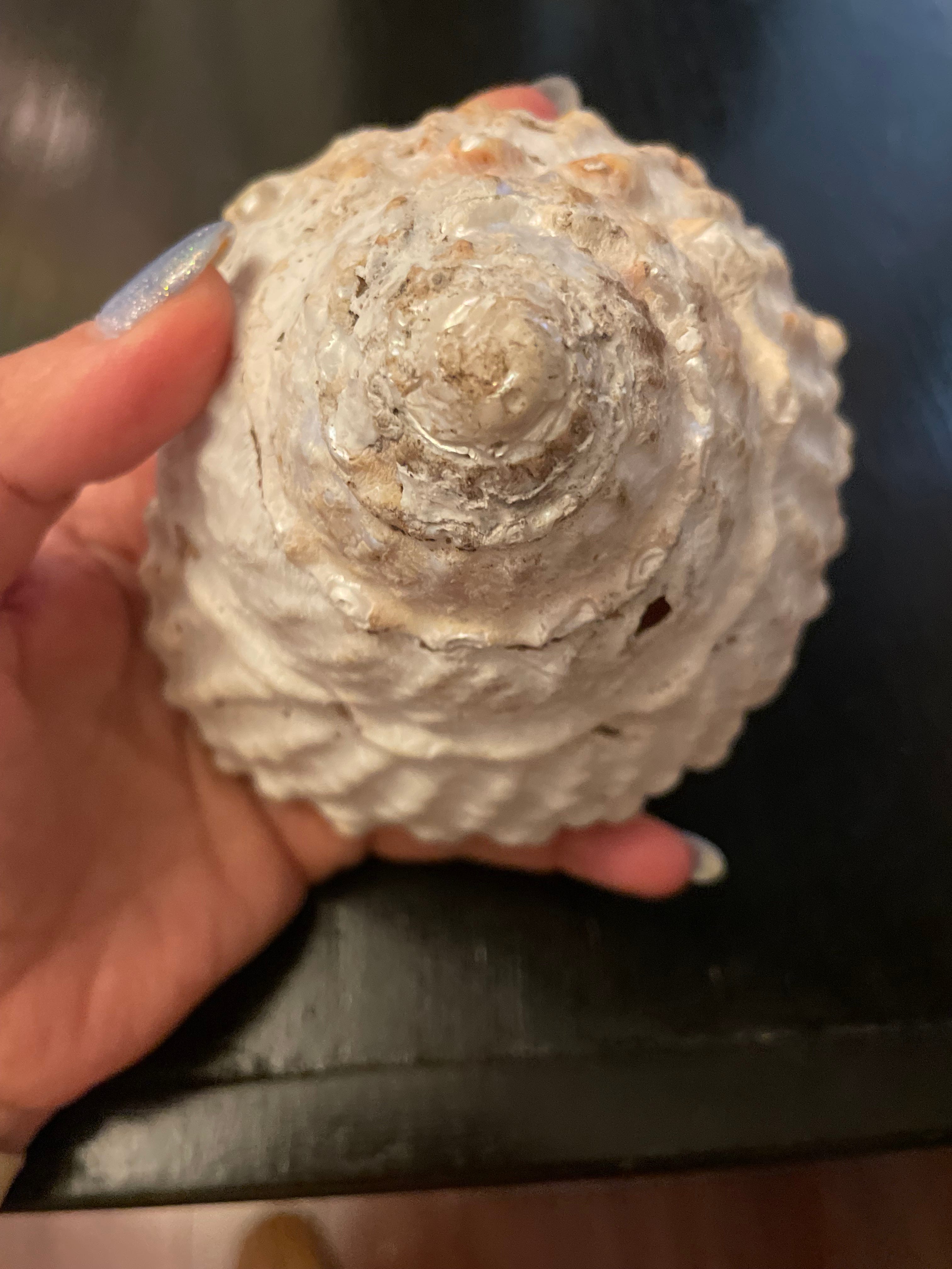 The Seashells (Mystery) - by Michelle Tea - Dear Diary