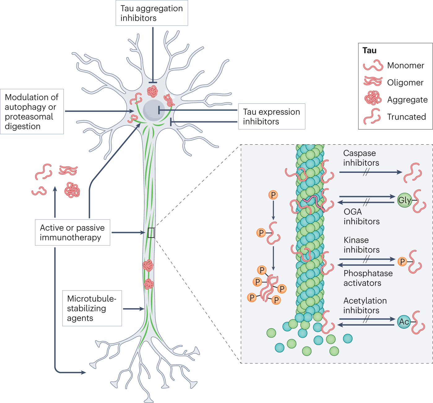The Big tau: A new hope for Alzheimer's?