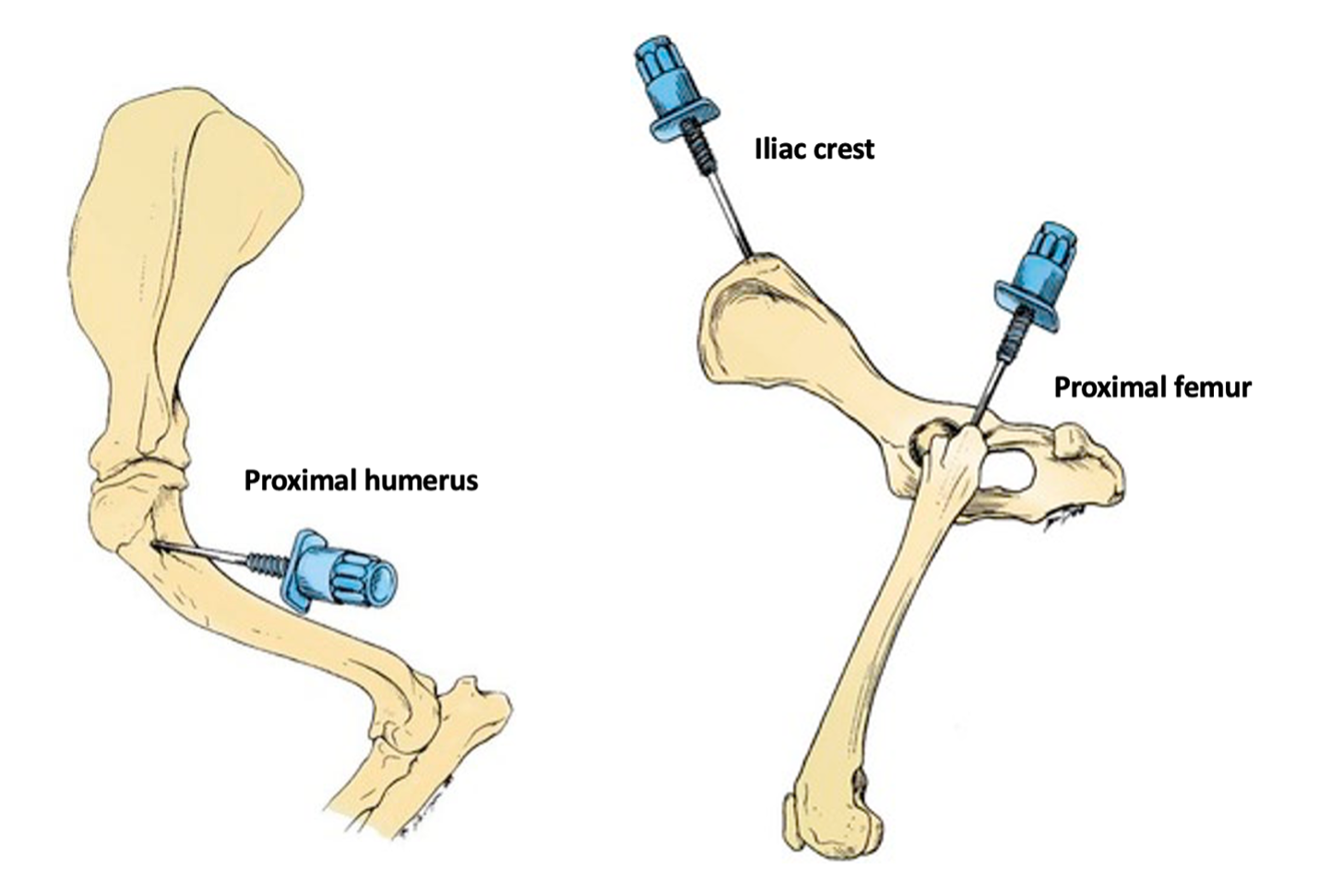 Demystifying Bone Marrow - by Eric Fish, DVM, PhD