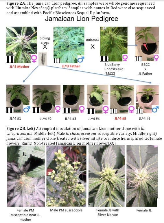Feminized Breeding in Cannabis and a Y Chromosome Bottleneck