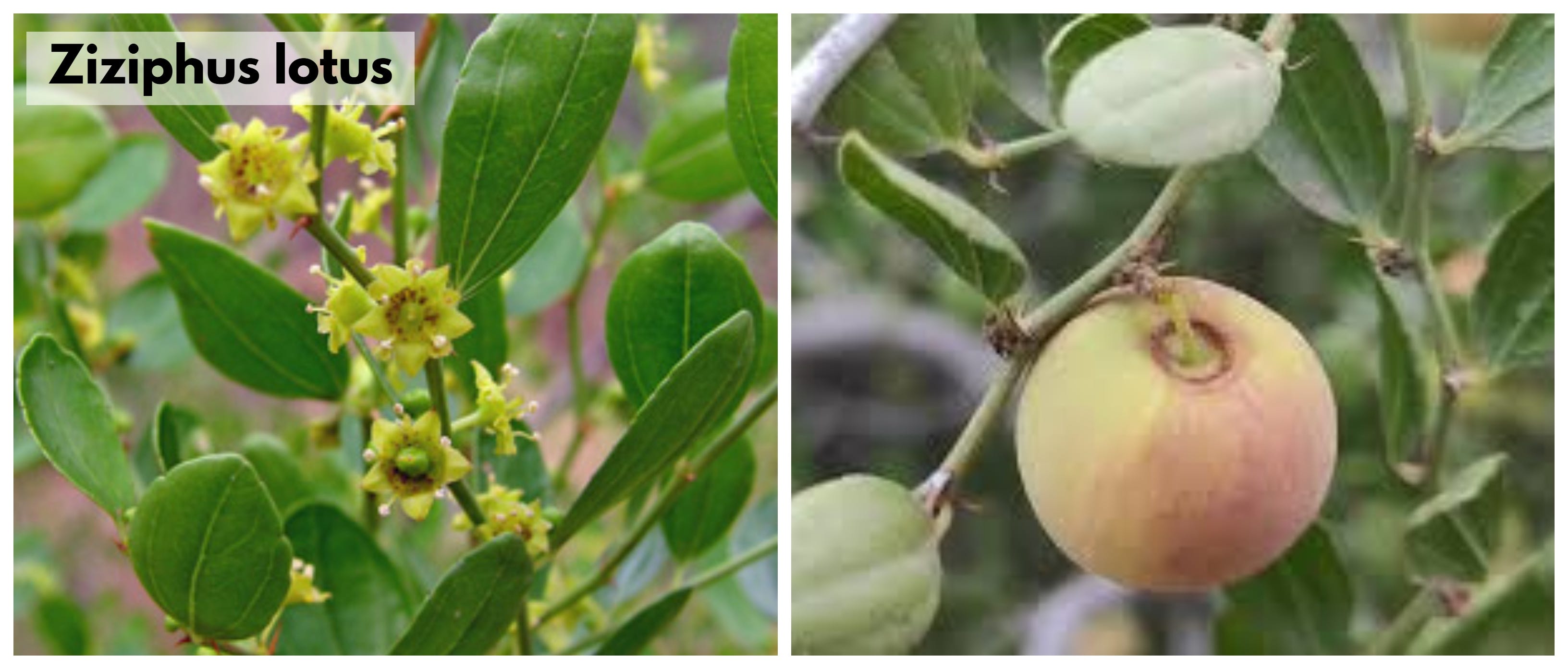 Balkan Ecology Project : Jujubetcha - The Essential Guide to Probably ...