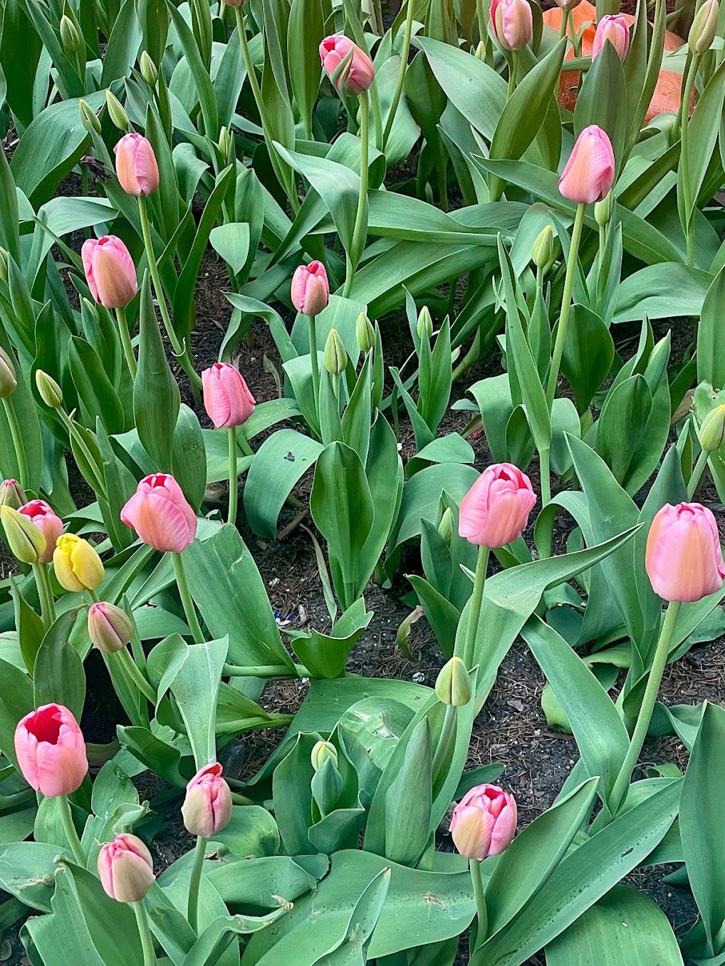 a small collection of spring flowers in bloom