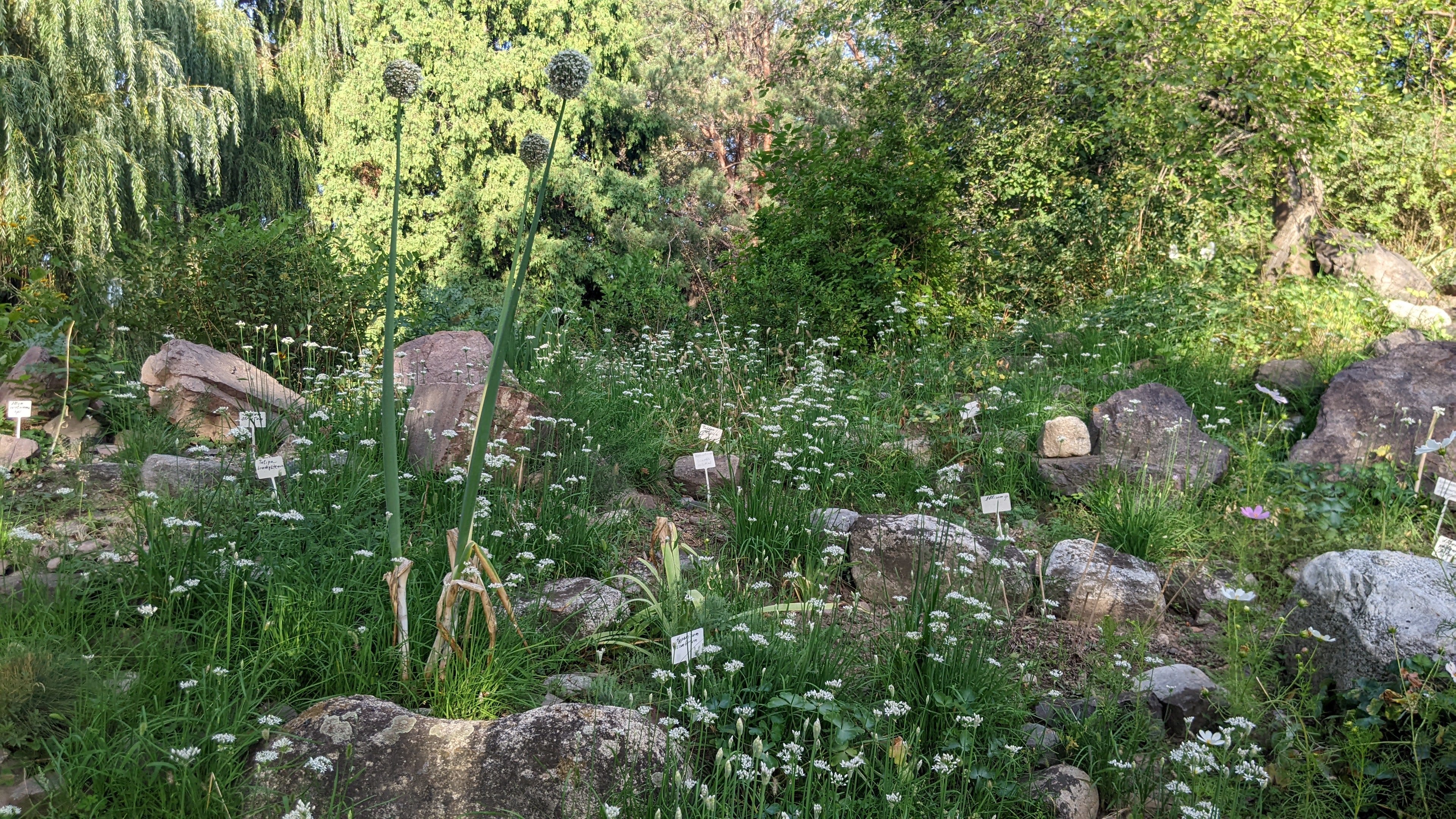 Balkan Ecology Project : Gardens Around the World - Almaty Botanic ...