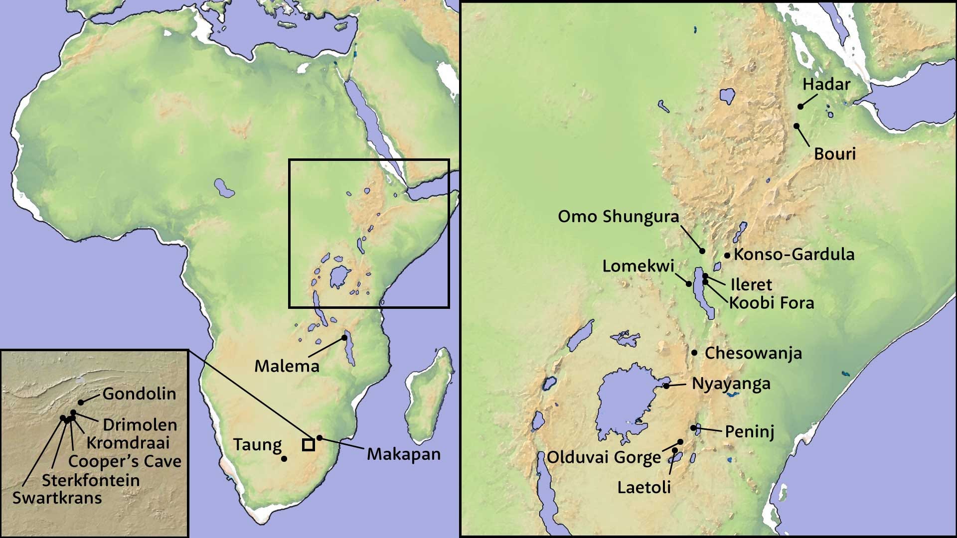 Homo Habilis Map