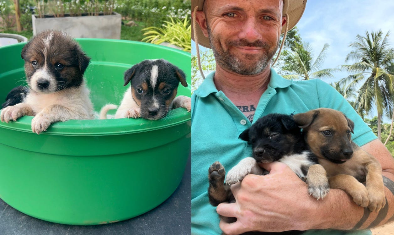 The Power Of Dogs - by Niall Harbison - Happy Doggo