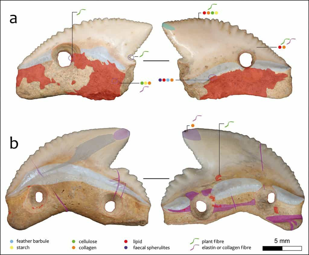 Fashion, Fangs, and Forgotten Temples