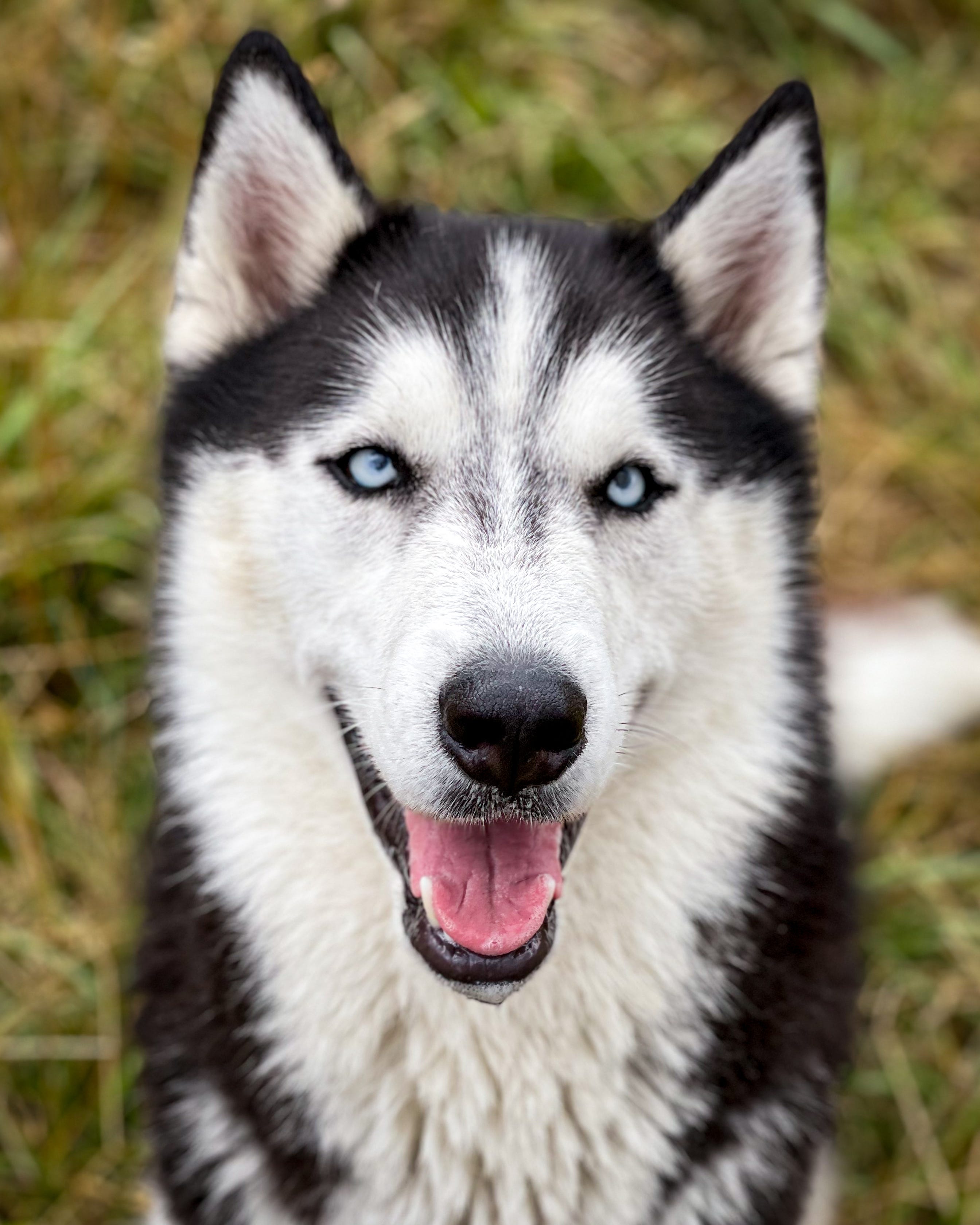 Siberian Derpskies | Substack