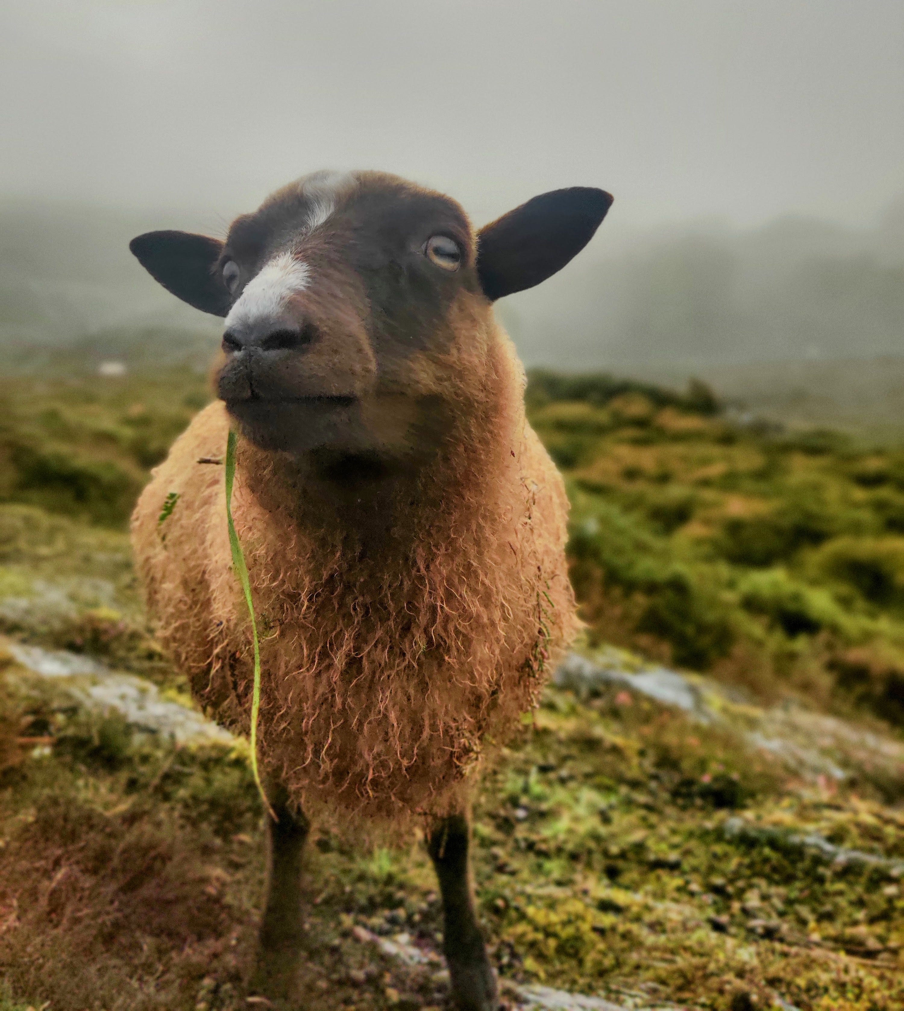 Tiny Ruby - by Carly Wright