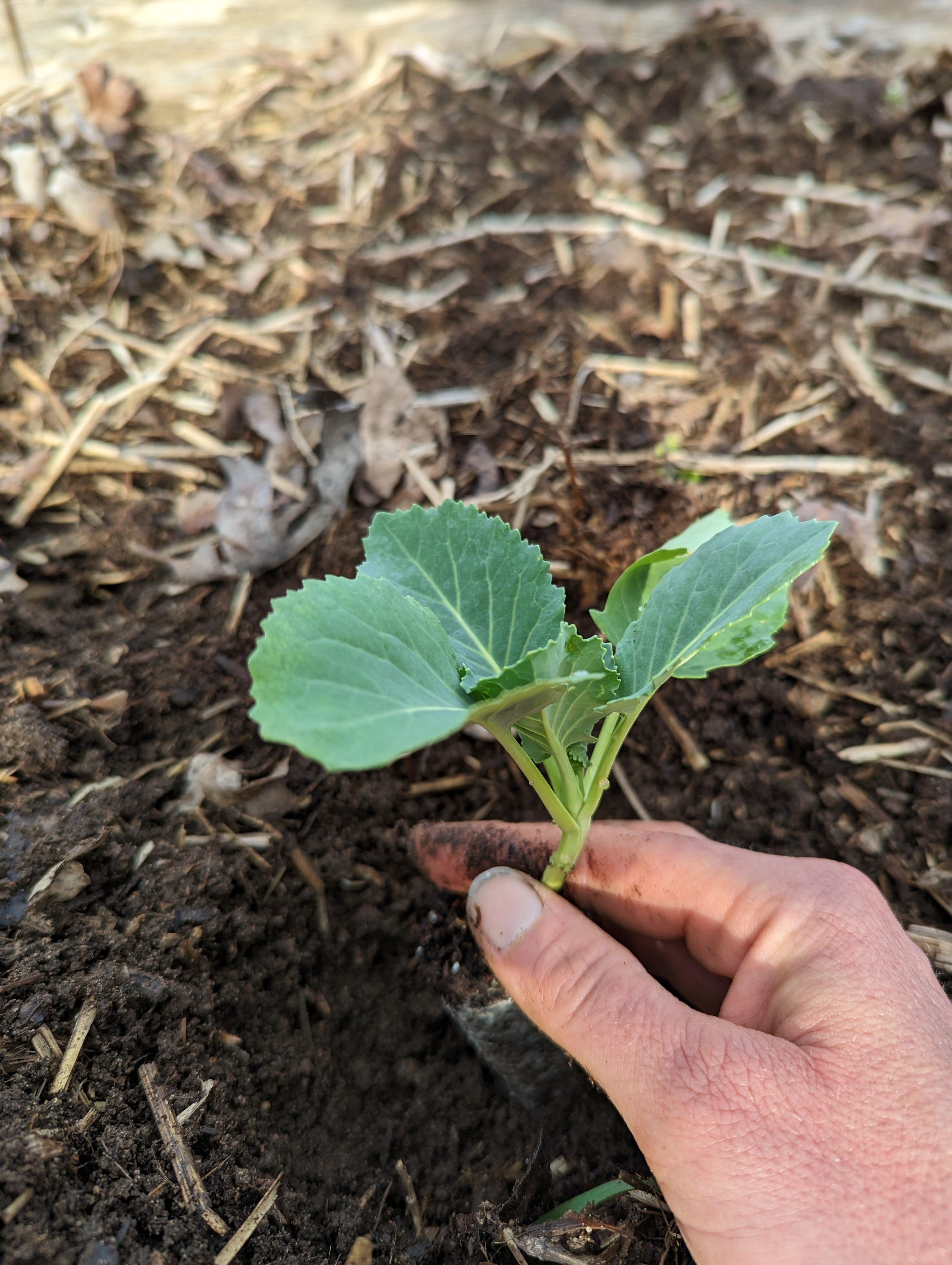 Don't Make Me Peck You - by AC Shilton