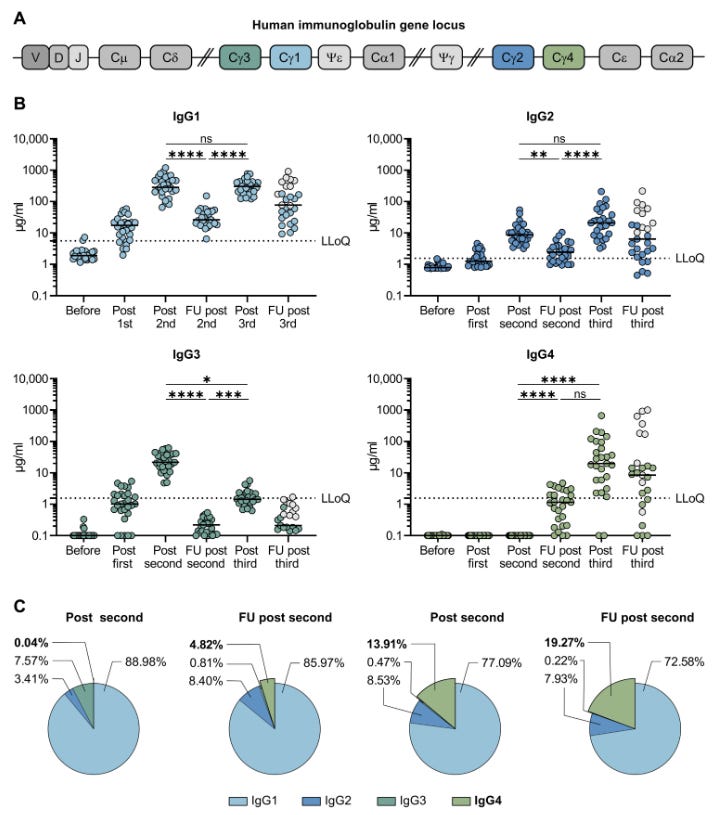 SARS-CoV-2 spike protein, homologous Galectin-3 and class switching to IgG4