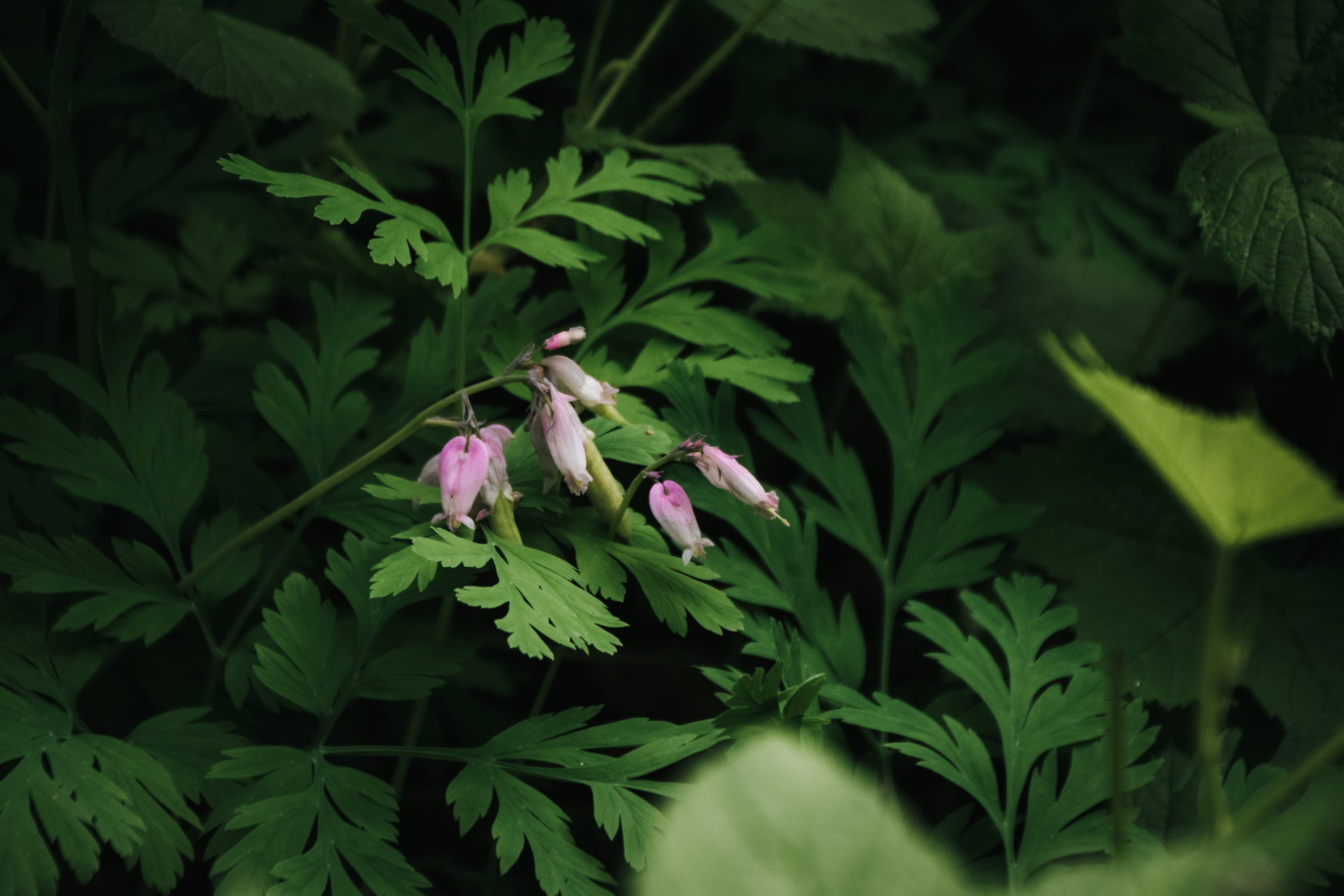 Capturing Moments #2 - by Whitney Barkman - Forest Wanderer