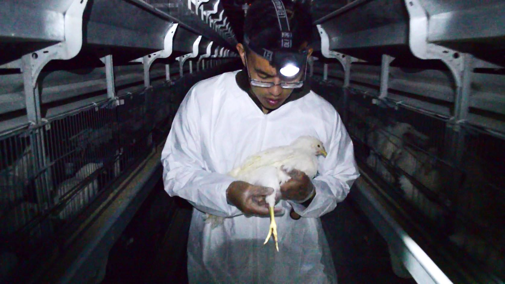 How Saving One Hen Can Save Billions - by Wayne Hsiung