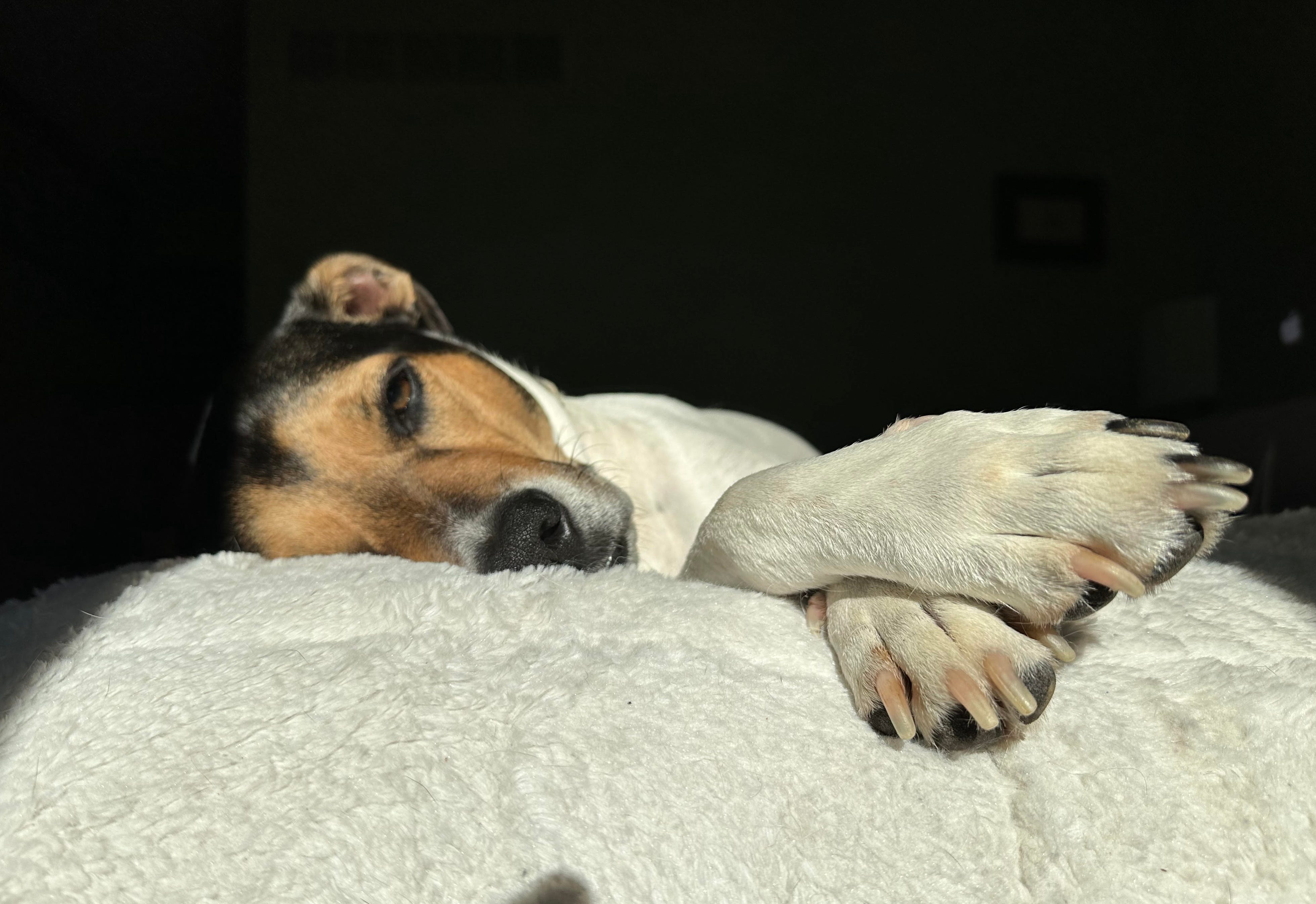 How Dogs Make Us Ancient Again - by Sam Alaimo - What then?