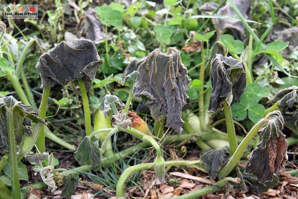 Site Analysis and Where to Put the Vegetable Patch: Microclimates