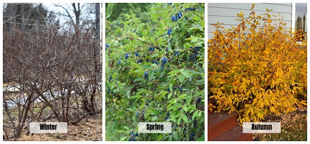 Honeyberry - The Essential Guide to probably everything you need to ...