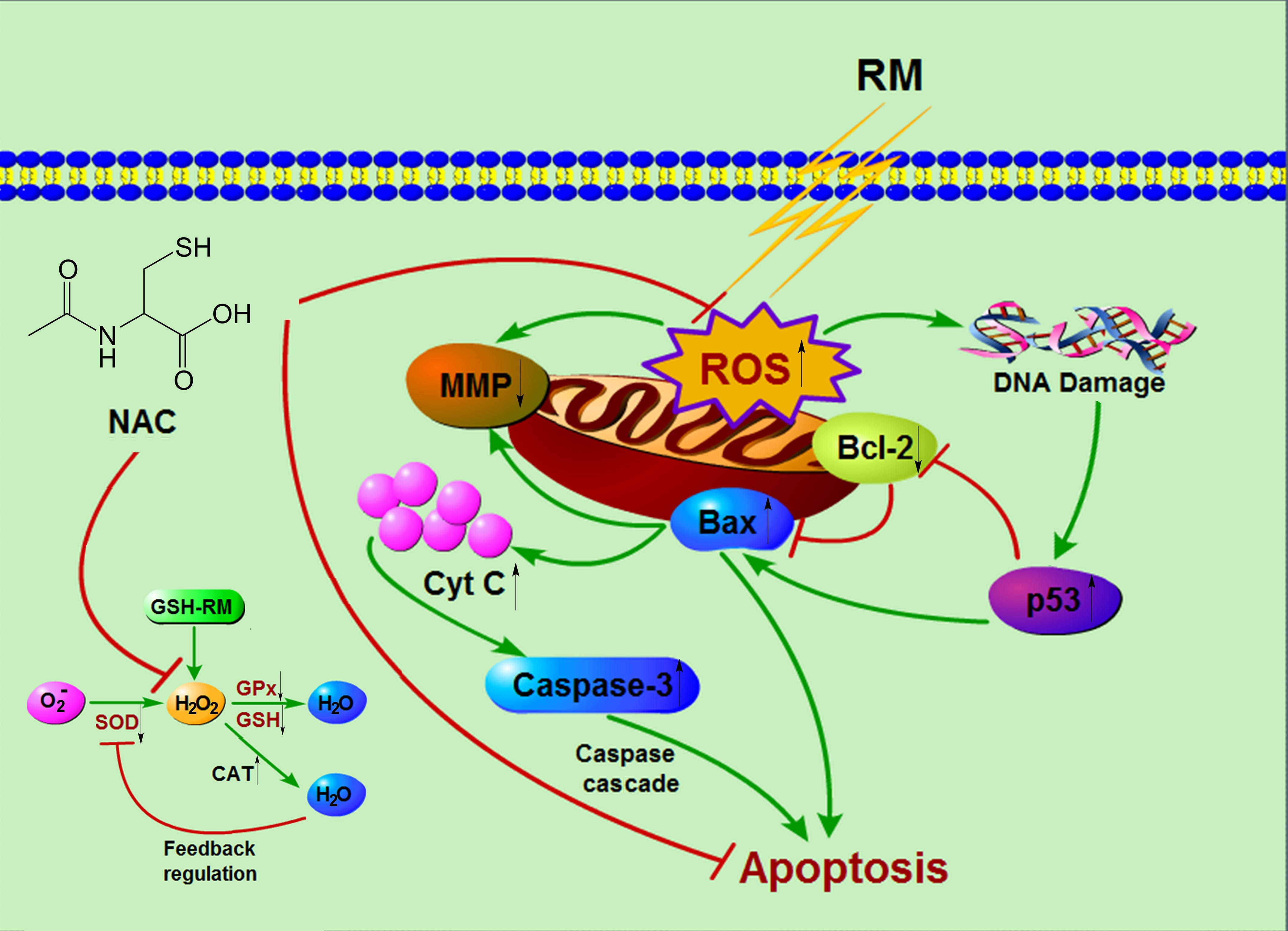 Friday Hope: N-Acetyl Cysteine (NAC) Revisited: Taming the ROS Storm