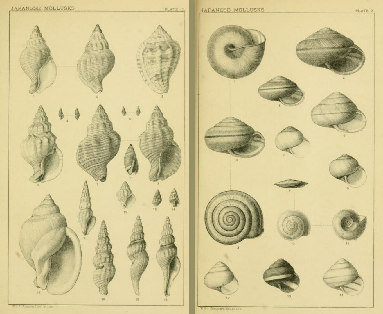 Why doesn't Detroit have a natural history museum?